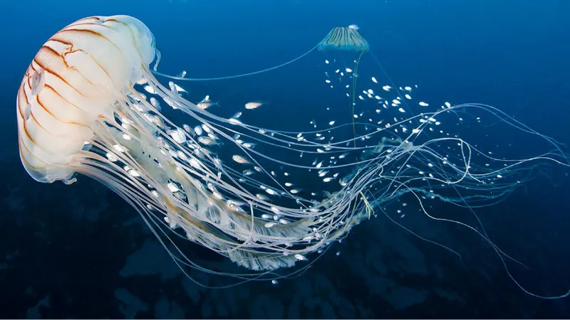 Los cnidarios más grandes del mundo