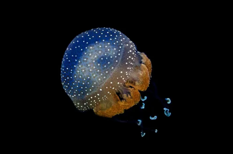 La anatomía interna de los cnidarios