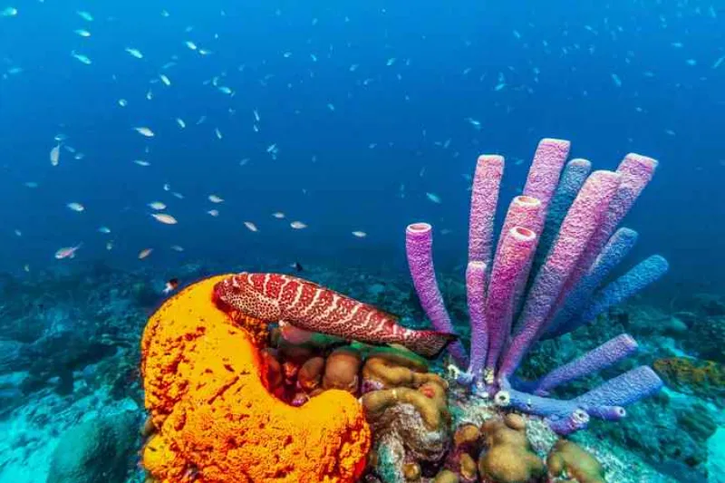 La importancia de las esponjas en el ecosistema marino