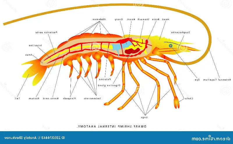 Anatomía del camarón: órganos y estructuras