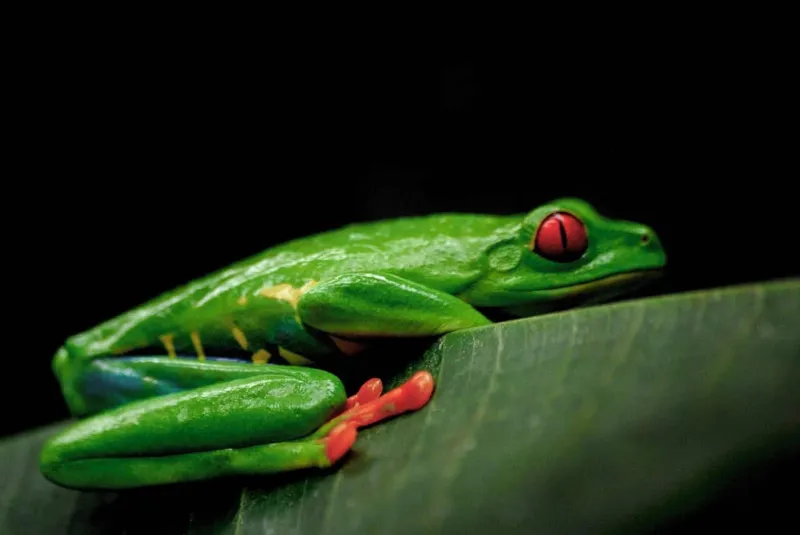 Curiosidades sobre los anfibios que quizás no conocías