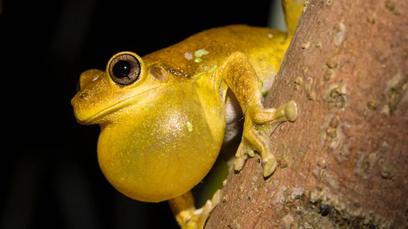 El canto de las ranas: ¿por qué lo hacen?