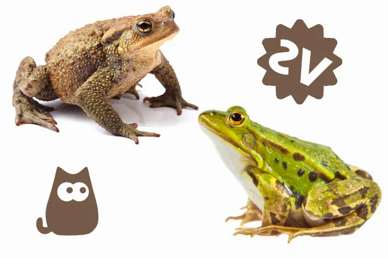 ¿Cuál es la diferencia entre una rana y un sapo?